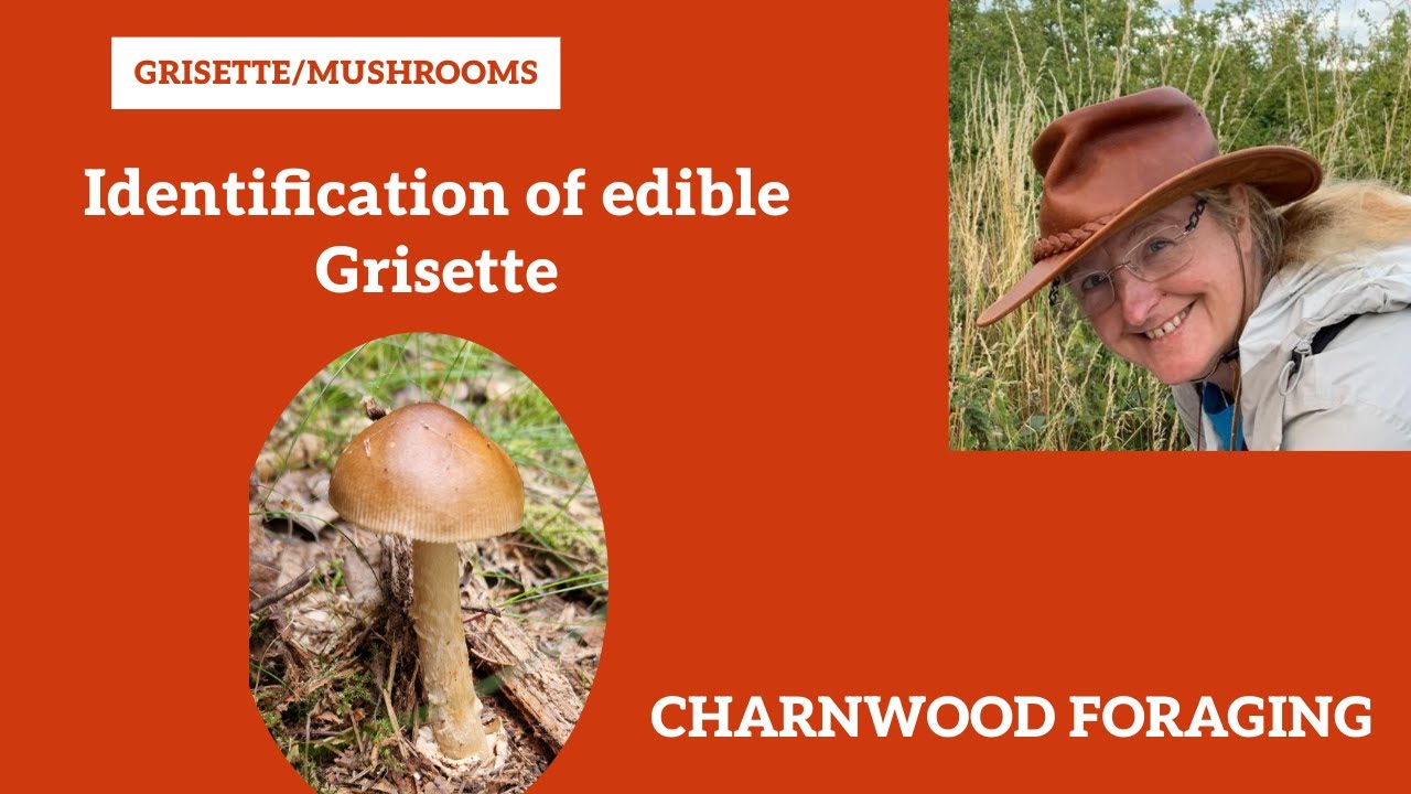 Grisette - edible mushroom #charnwoodforaging #mushrooming - YouTube