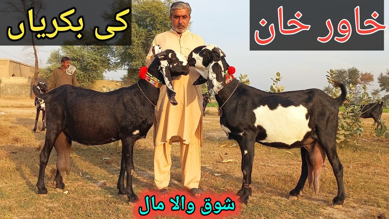 Top Class Milking Goats Of Khawar Khan/ Khawar Khan Goat Farm Sahiwal ...