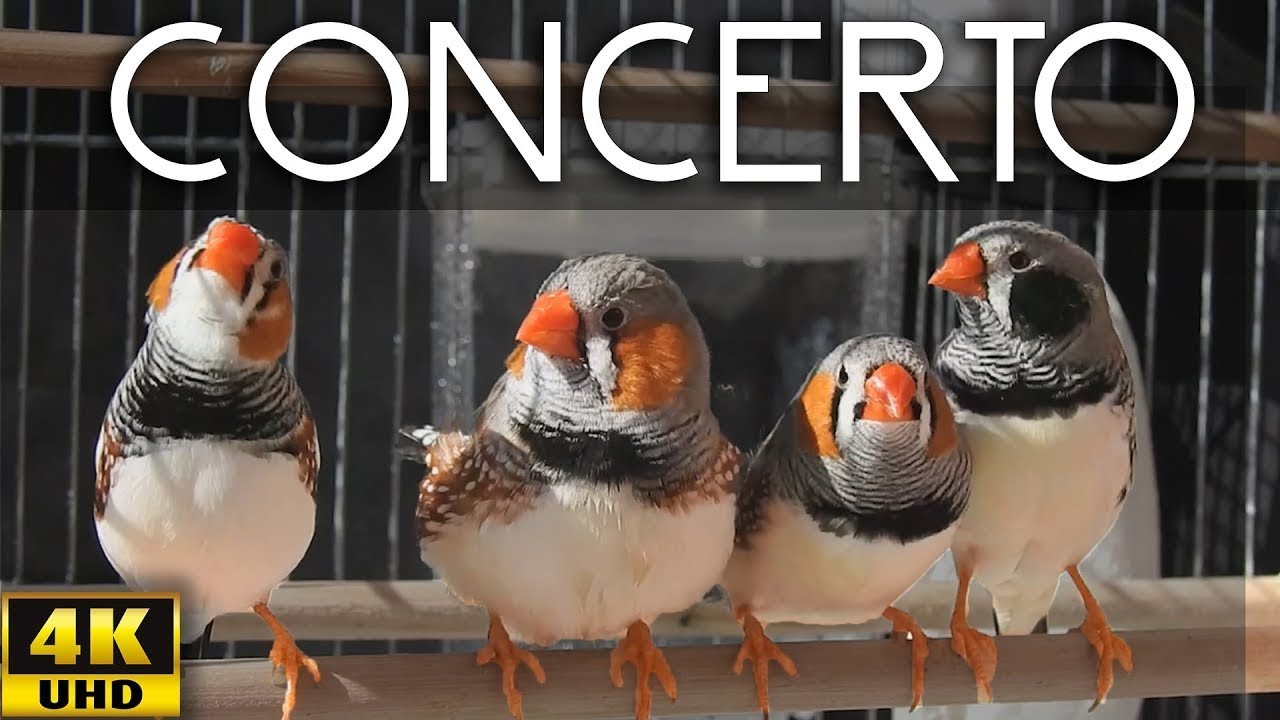 Zebra Finches Singing