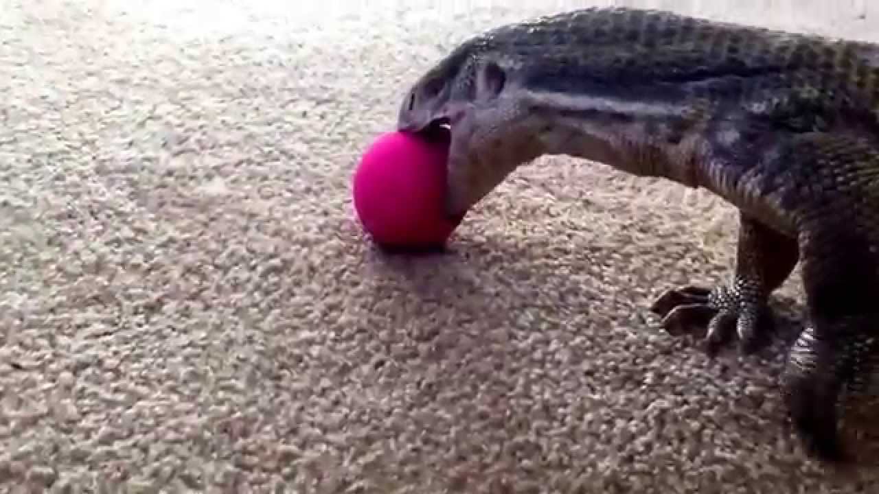 Lizard Enrichment Target Training - YouTube