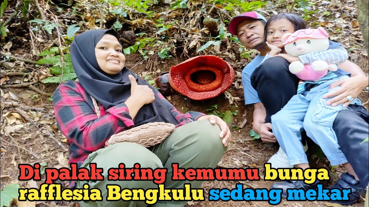 Di palak siring kemumu bunga rafflesia Bengkulu sedang mekar - YouTube