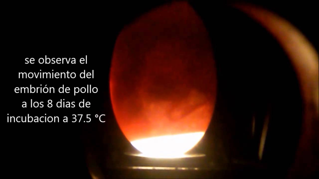 DESARROLLO EMBRIONARIO HUEVO DE GALLINA - OBSERVACIÓN EN OVOSCOPIO ...