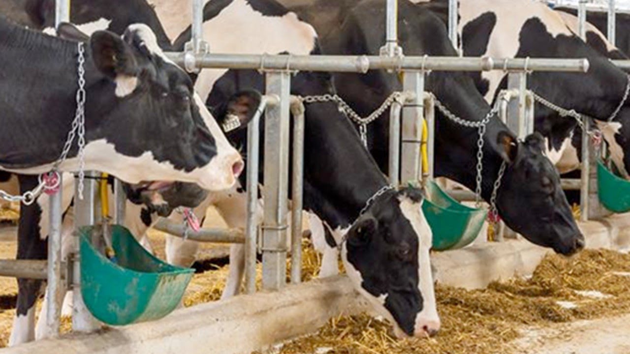 ¿Qué es la ESTABULACIÓN? - YouTube