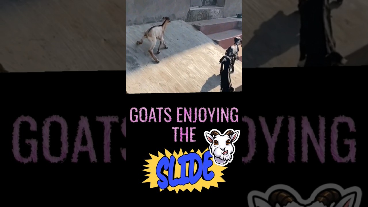 Goats Enjoying the Slide #goats #slide - YouTube