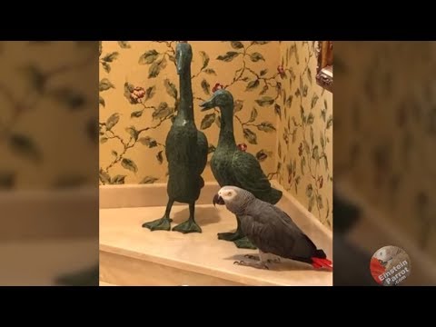 Affectionate parrot gives duck statue a kiss