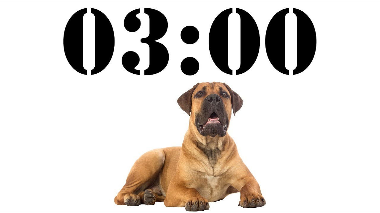 3 Minute Dog Timer for School and Homework - Dog Bark Alarm Sound - YouTube