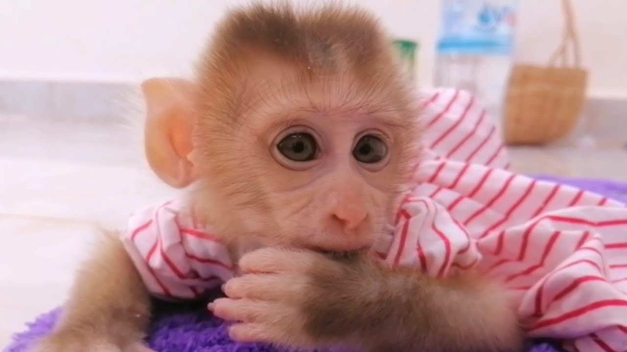 Million beautiful baby twin monkey - YouTube