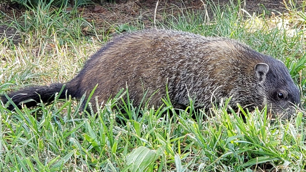 Huge Groundhog Searching For Food Inside Flushing Meadows-Corona Park ...