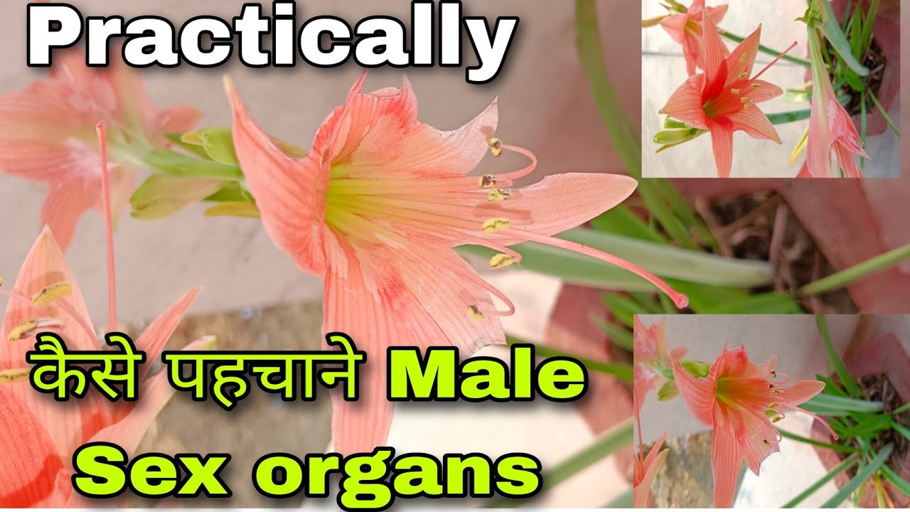 practically knowledge, flowering plants, how many types of androecium ...