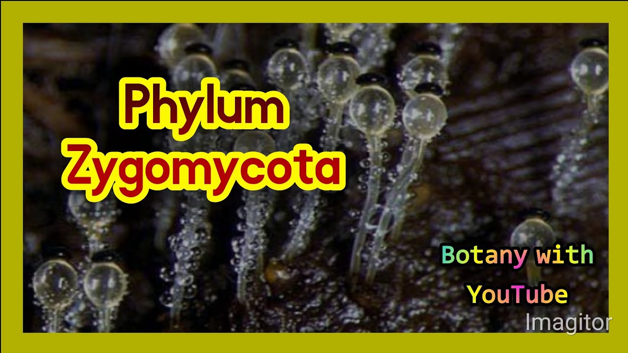 Phylum Zygomycota | Characteristics | Life cycle | Zygomycetes fungi ...