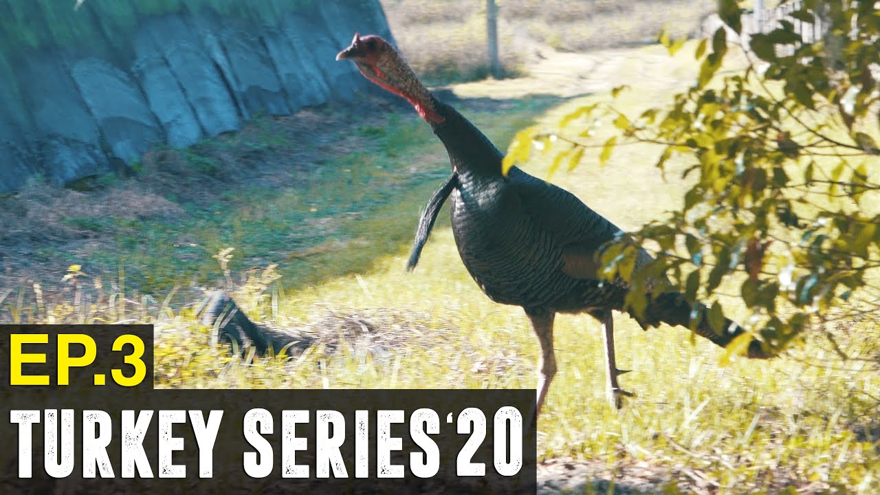 UP CLOSE AND PERSONAL - Florida Turkey Day 3 - YouTube