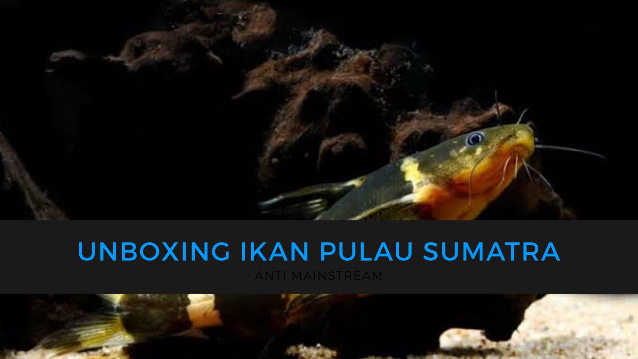 Unboxing : Ikan dari Pulau Sumatera emang Gila! - YouTube