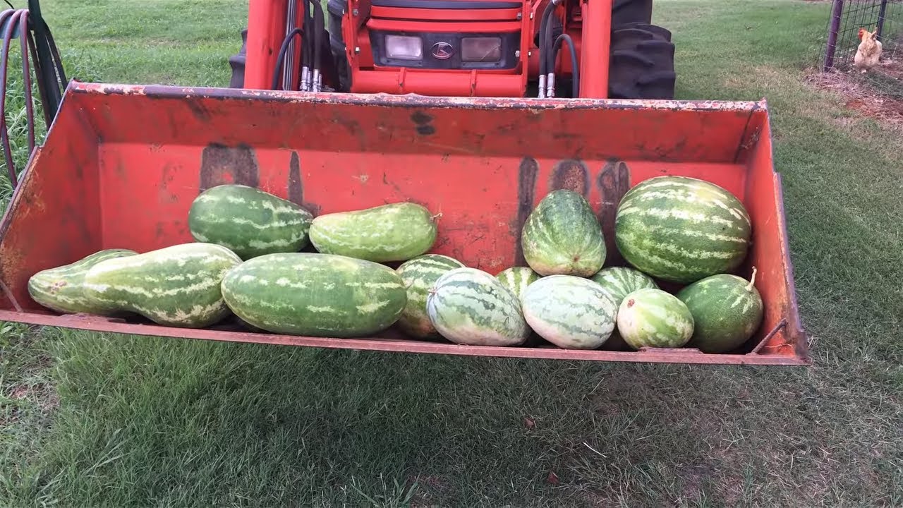 WATERMELON HARVEST 2018 - YouTube