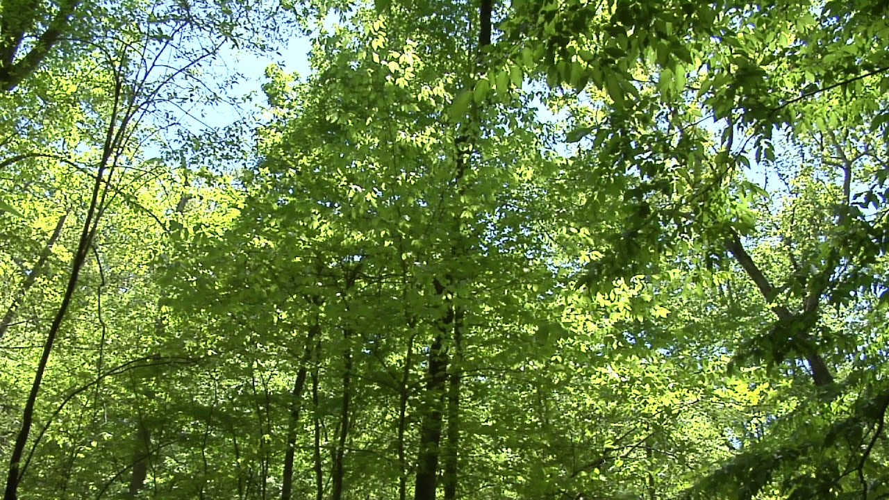 Cabin Branch 4 18 2020 - YouTube