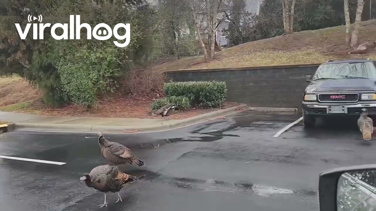Turkey Take Over || ViralHog - YouTube