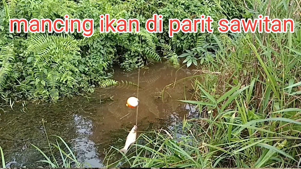 mancing spot parit kecil ladang sawit - YouTube