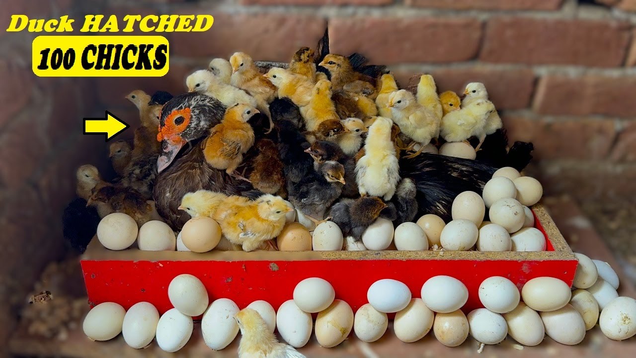 Can Two Muscovy Ducks Hatched 100 CHICKS ? - Amazing Egg hatching - YouTube