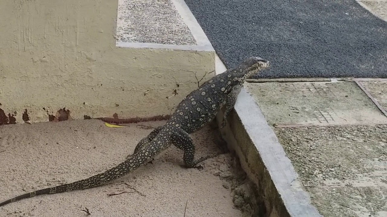 BAYAWAK!! (Monitor Lizard) - YouTube