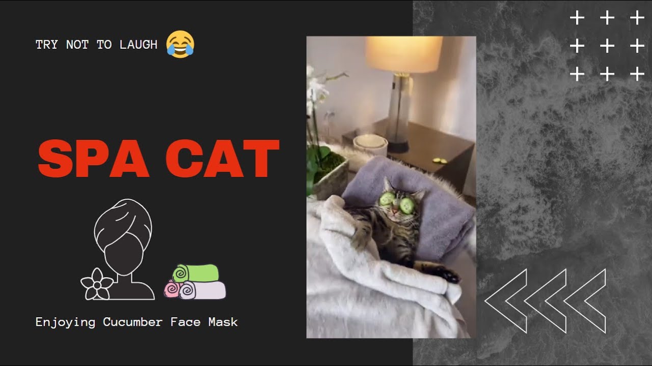 Spa Cat is enjoying a Cucumber Face Mask with my boyfriend 🤣 | Try Not ...
