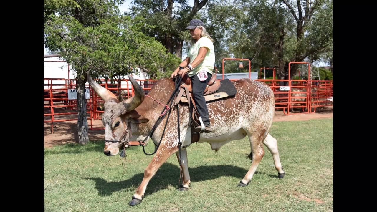 Terri Bowen Lindley - Equine and Exotic Animal Trainer - YouTube