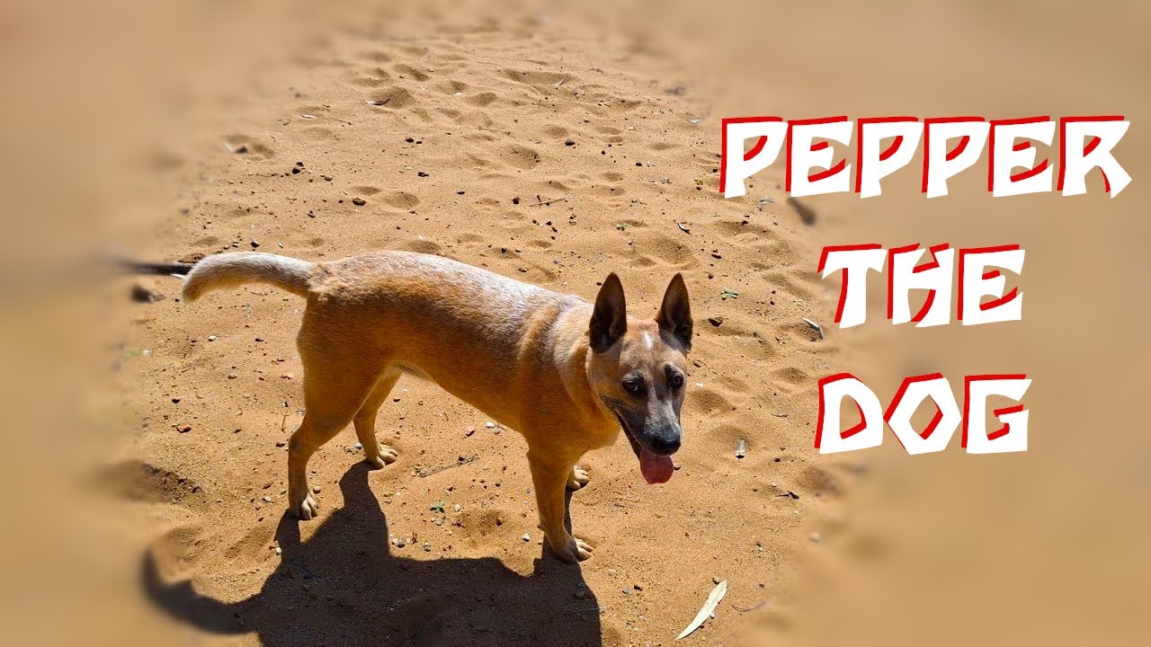 Pepper the Dog 131 (4K) - YouTube