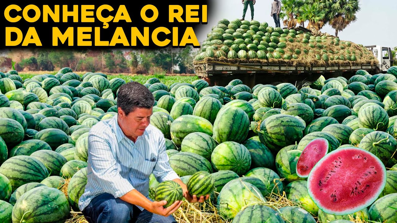 MAIOR FAZENDA DE MELANCIAS DO BRASIL - 1 MILHÃO DE FRUTAS/DIA! - YouTube