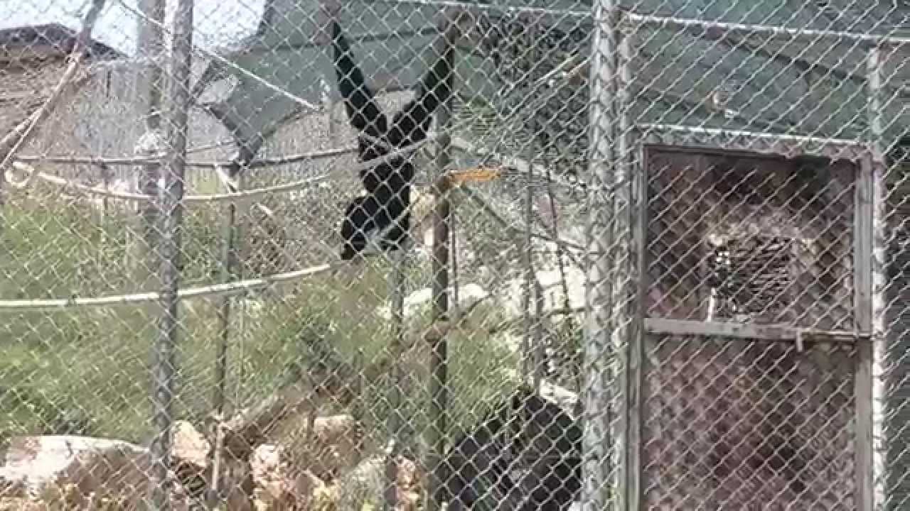 The Monkeys Going Crazy - YouTube