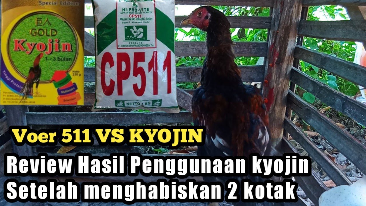 Review Hasil Pakan Kyojin & Voer 511 - YouTube