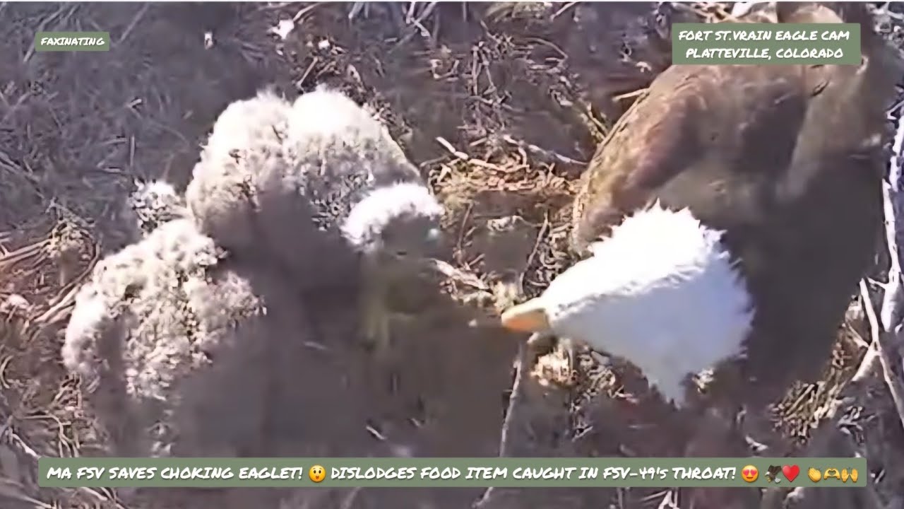 XCEL ENERGY EAGLES ~ MA SAVES HER CHOKING EAGLET! 😲 DISLODGES FOOD ITEM ...