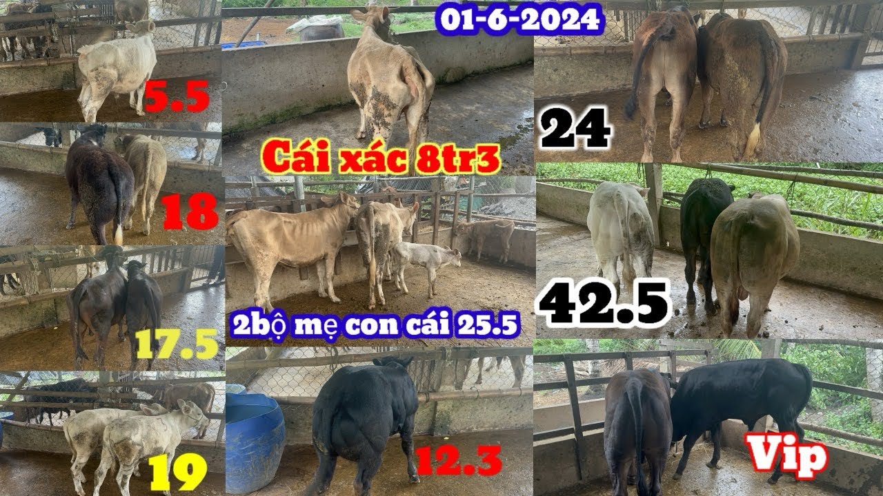 01-6| Đực kem5.5- cái xác 8.3-2bộ mẹ con cái 25.5 . Đực kem và 3b ...