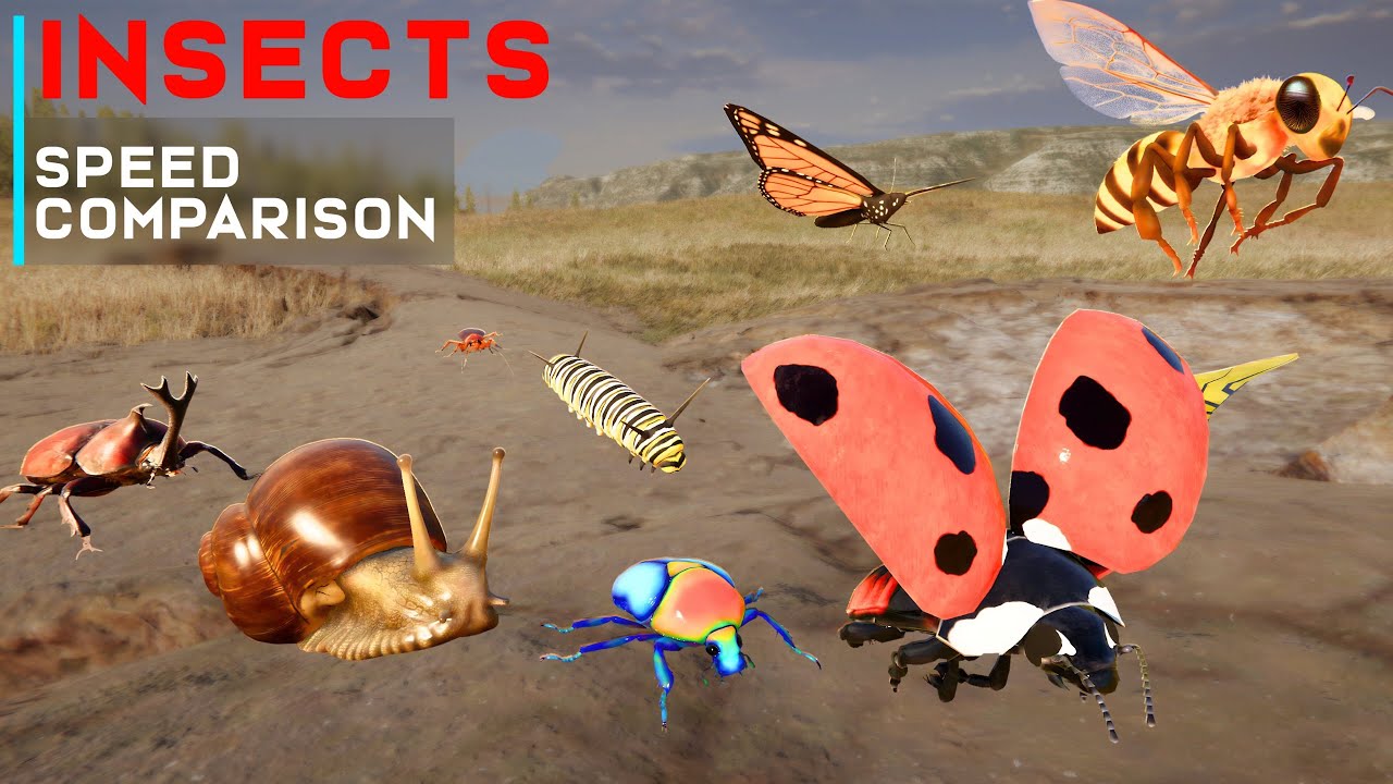 Insect 3D Speed Comparison | Top Insect Speed - YouTube