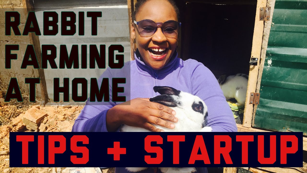 RABBIT BUSINESS |BREEDING RABBIT AT HOME| SMALL BUSINESS IDEA - YouTube