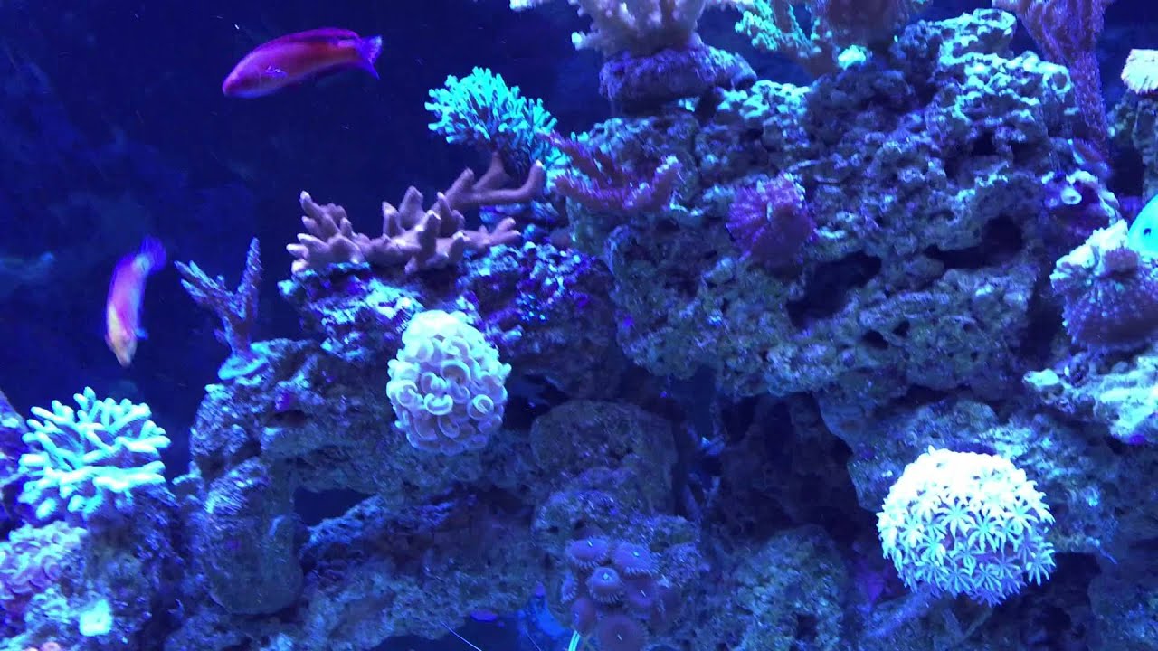 Wrasse Community Mixed reef tank - Fish stock update - YouTube