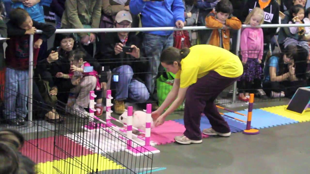 Bunny Rabbit Agility (Vancouver Pet Expo 2013) - YouTube