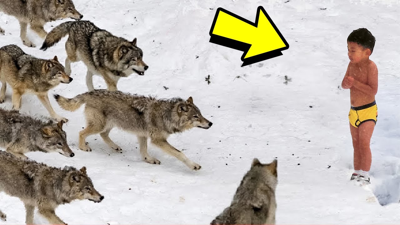 The Wolves Surrounded The Kid In The Frozen River. What They Did Next ...