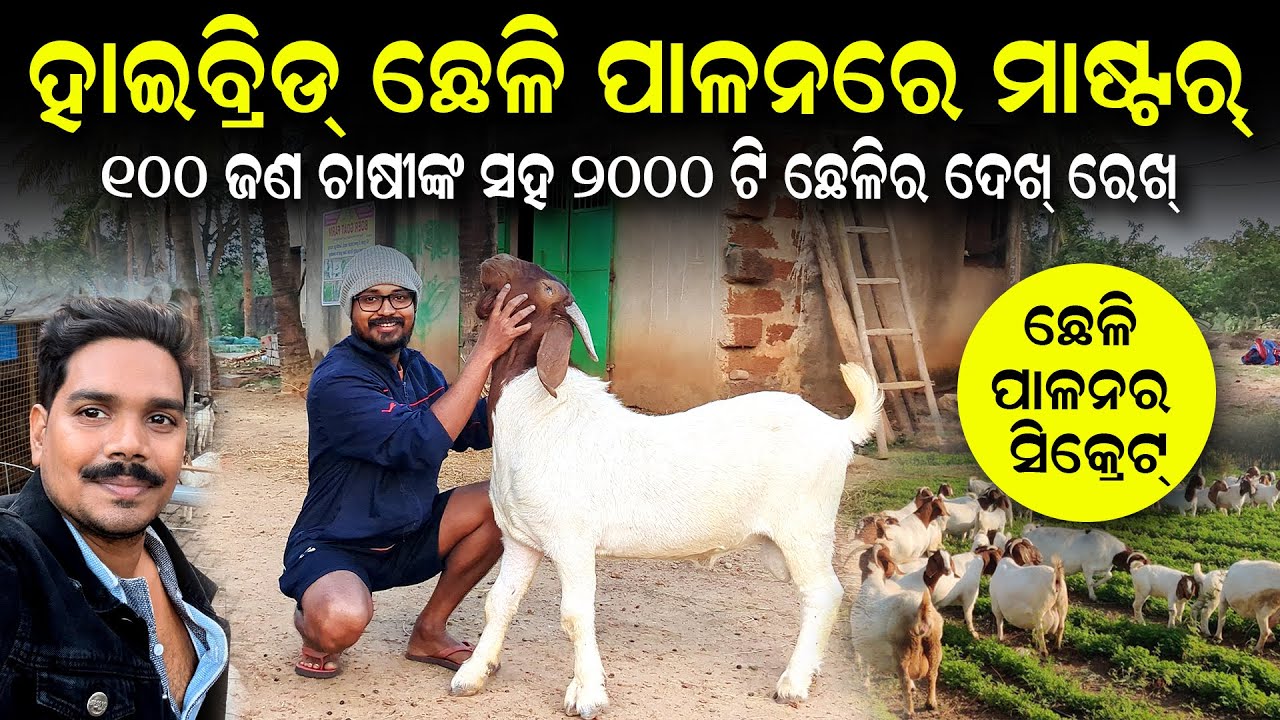 Goat farming Odisha [ ହାଇବ୍ରିଡ଼ ଛେଳି ଫାର୍ମ ] Goat farming training ...