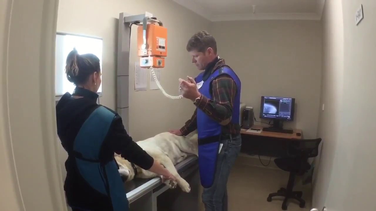ECORAY(ECOVIEW) : portable X ray in Cardiff vet hospital - YouTube