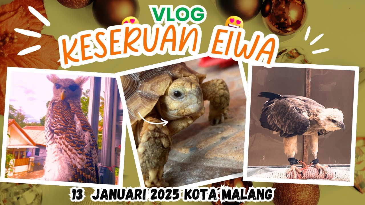 ELANG WBSE, BURUNG HANTU BUBUH SUMATRA, SULKATA VLOG JURNAL HARIAN EIWA ...