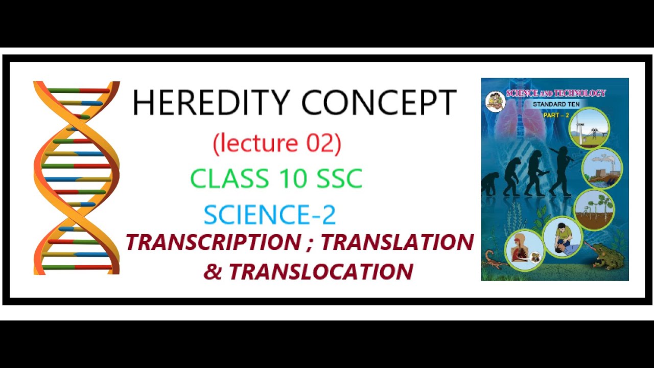TRANSCRIPTION, TRANSLATION & TRANSLOCATION | SSC | CLASS 10 | SCIENCE-2 ...