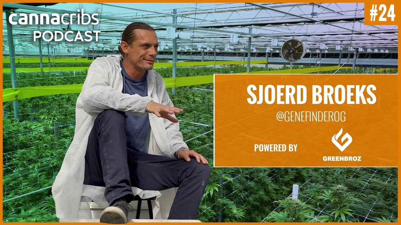 🌱 Cannabis Genetics, Breeding and Growing with @GeneFinderOG - Sjoerd ...