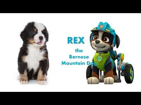 Paw Petrol Dog Breeds Real Life - YouTube