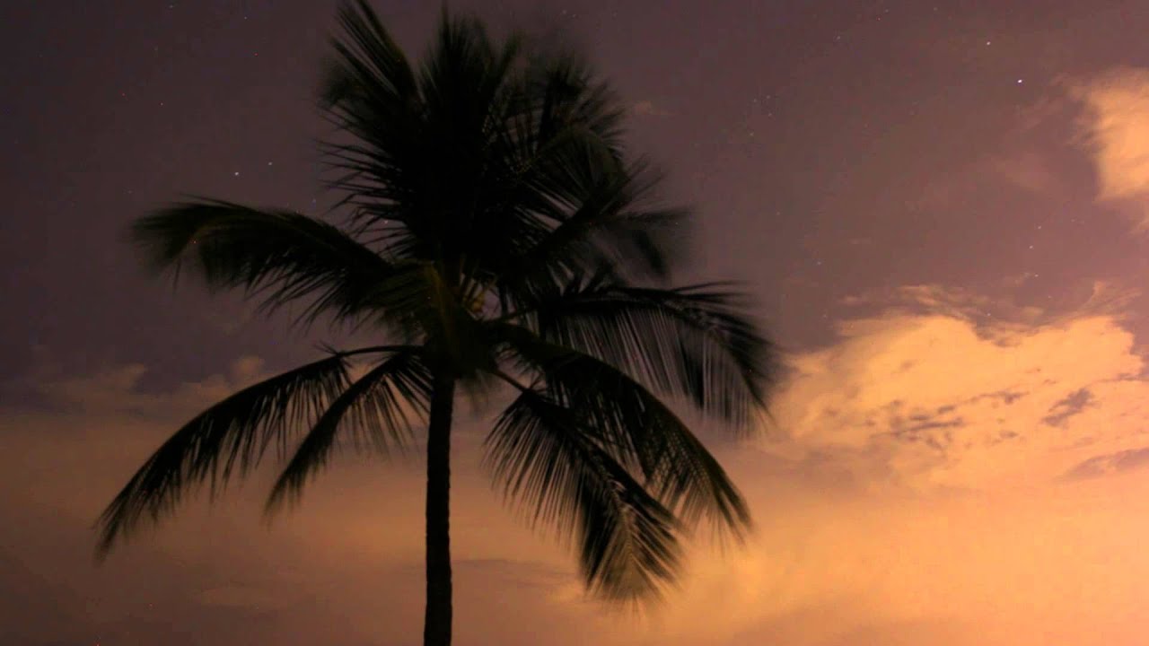 Palm tree night timelapse - YouTube