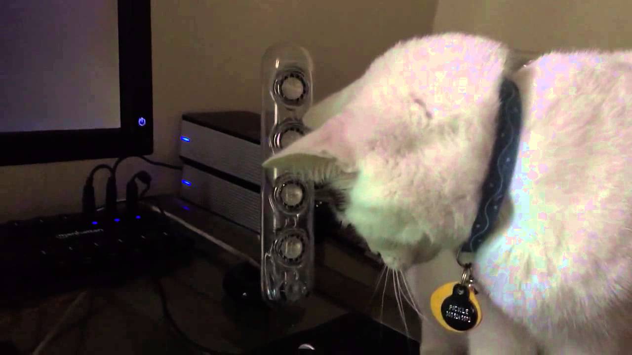 Cat doesn't like Sine waves - YouTube