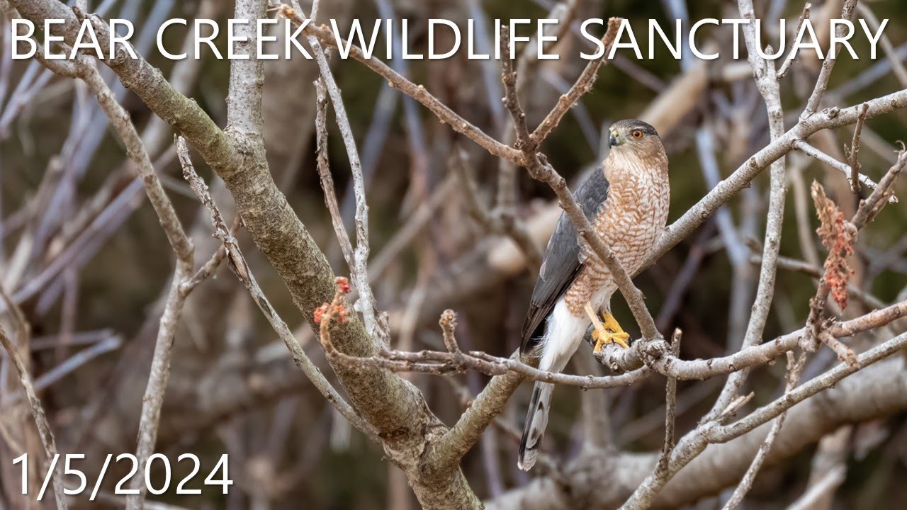 Bear Creek Wildlife Sanctuary - 1/5/2025 - YouTube