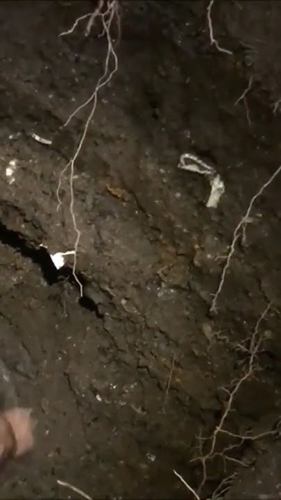 Live excavation of a star aerated water codd bottle falkirk found Mudlarking bottle digging ...