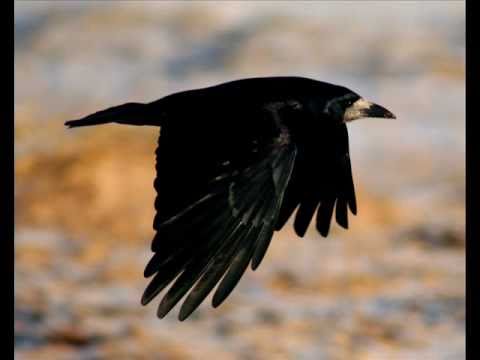 VITAS - young rook - YouTube