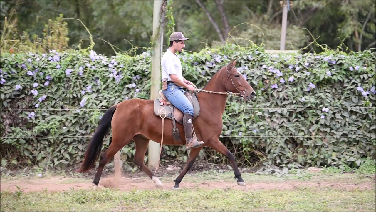Republica do Pinhal Velho - YouTube