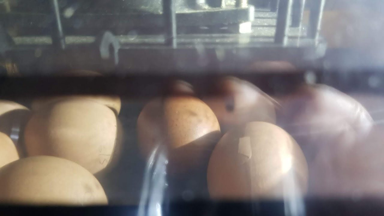 Egg Hatching Cam - YouTube