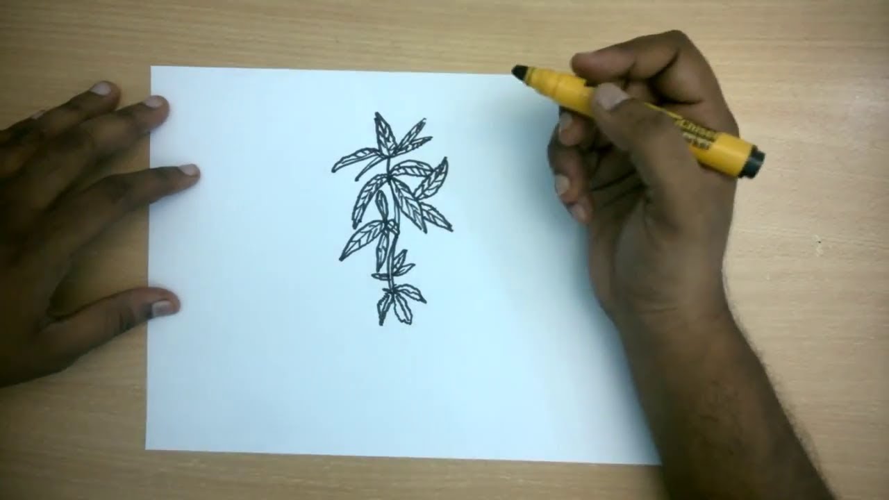 How to draw a Cannabis | Easy Step by step drawing for kids - YouTube