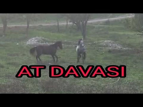 Atların Davası